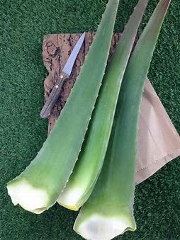 What are Aloe vera and its benefits?